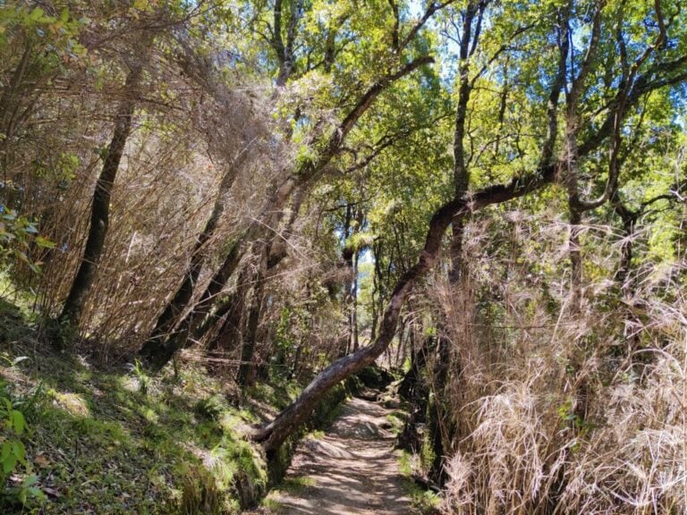 Que hacer en Temuco: 11 mejores cosas | Entre Chile